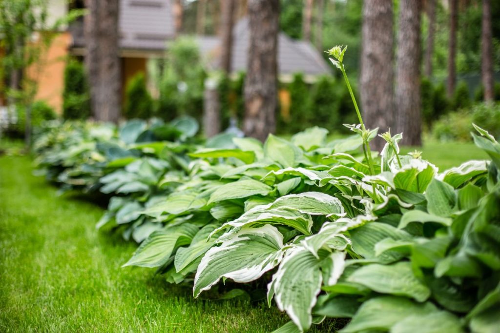 How To Propagate Hostas + Growing Tips For Happy Hostas - Gardening