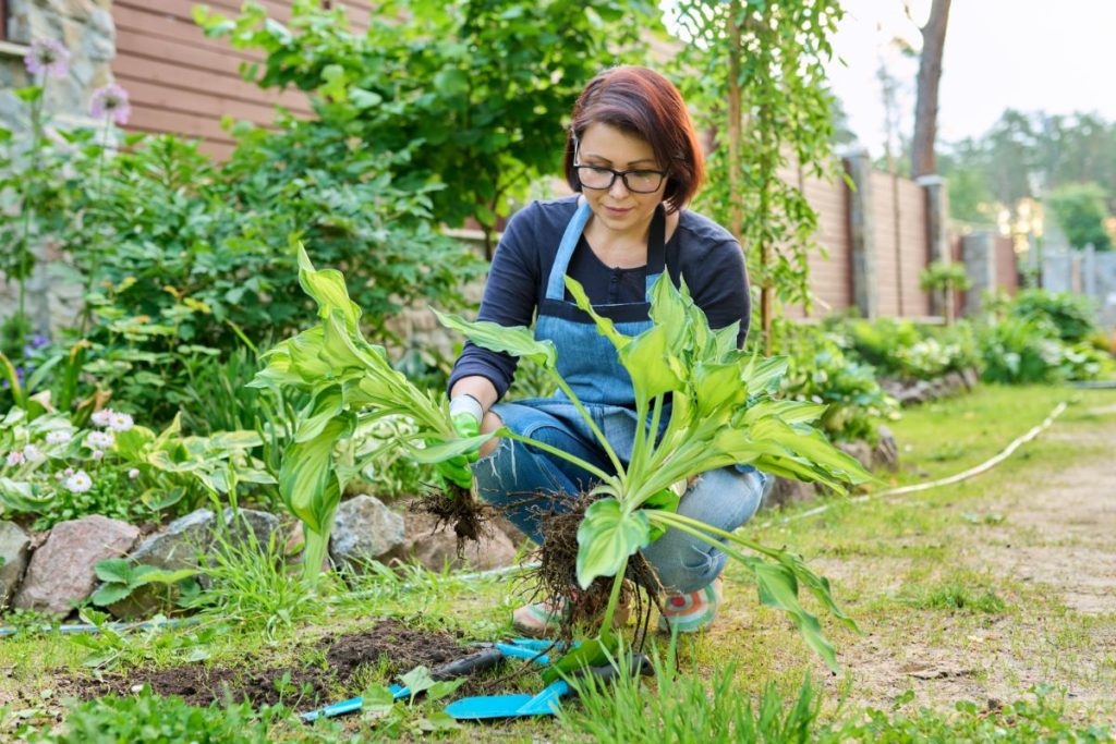 How To Propagate Hostas + Growing Tips For Happy Hostas - Gardening