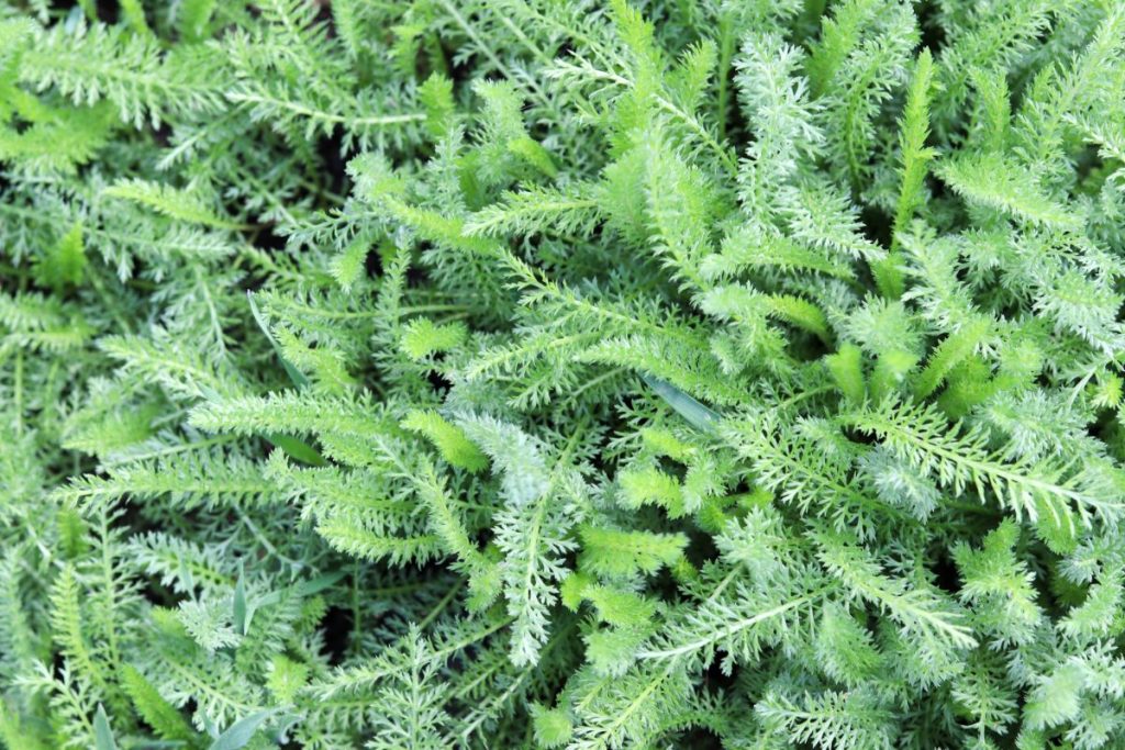3 Ways To Propagate Yarrow + Growing Tips for Healthy Plants - Gardening