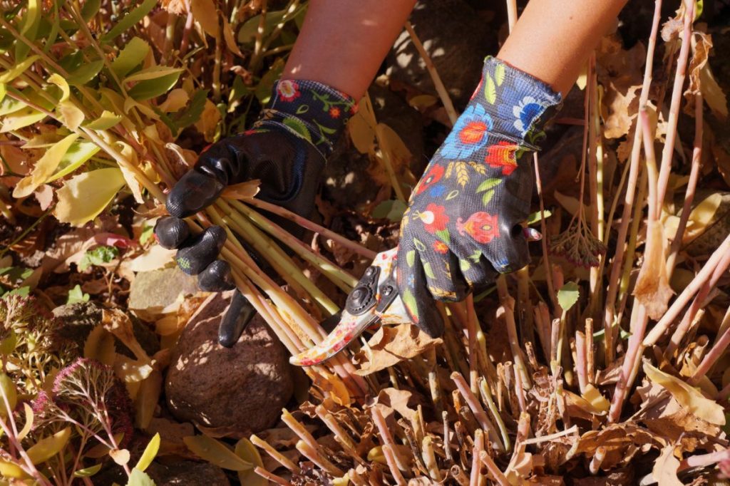 How To Propagate Sedums (Stonecrop) From Cuttings And Root Division