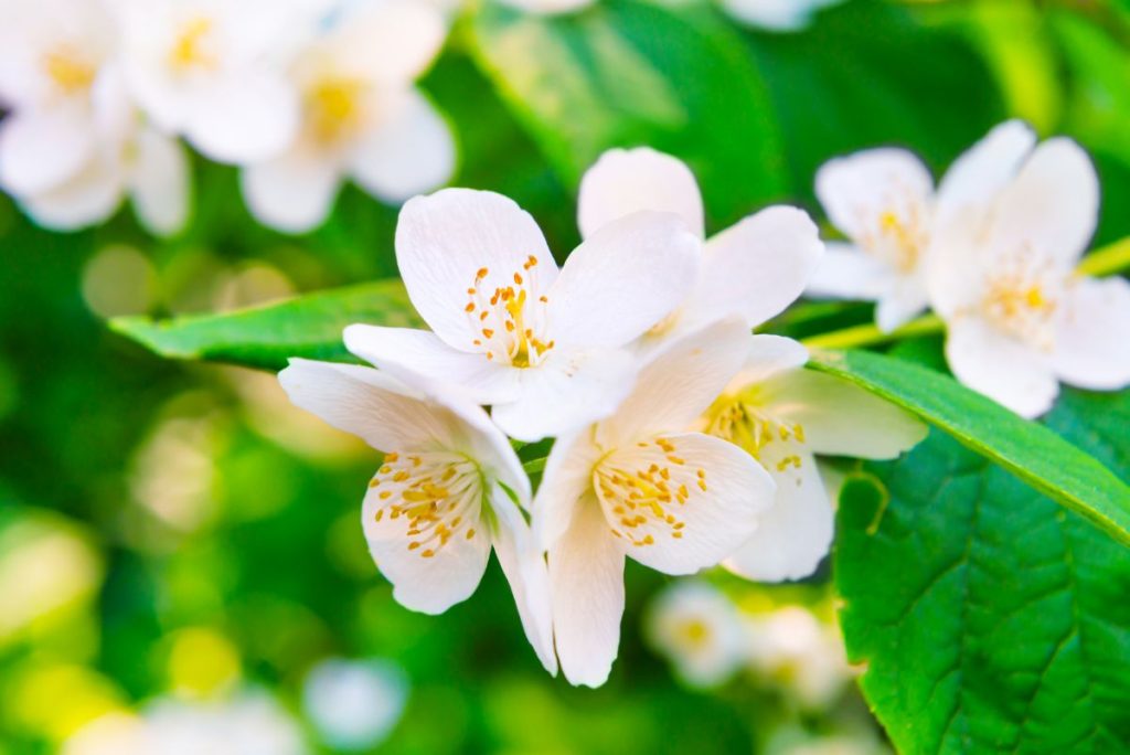 True Jasmines Full Growing Guide (Plant, Grow, and Care) - Gardening