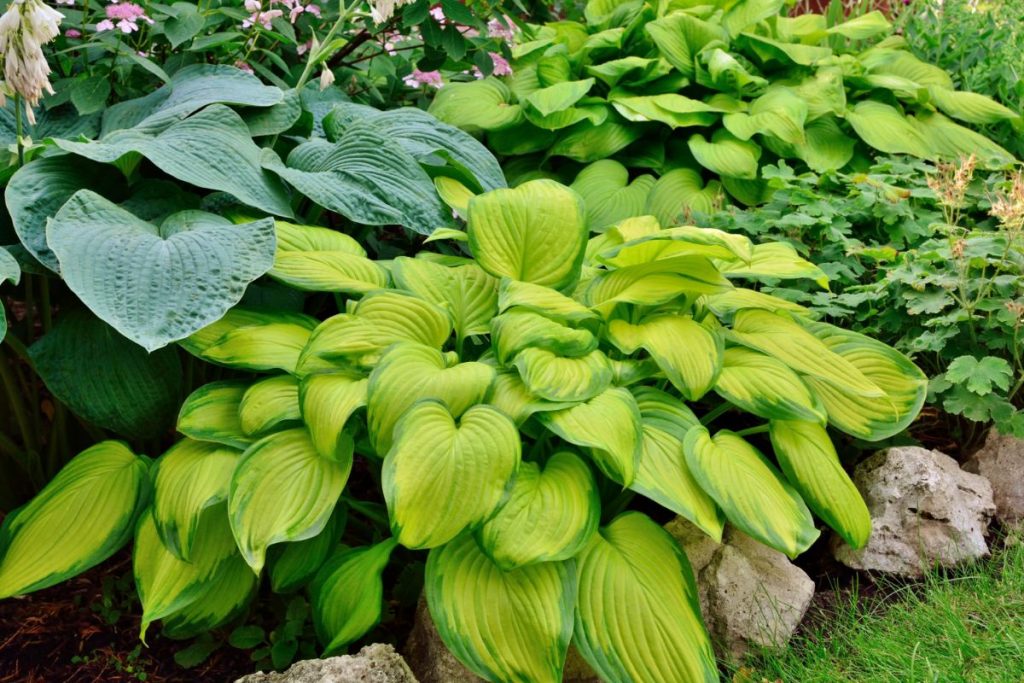 How To Propagate Hostas + Growing Tips For Happy Hostas - Gardening