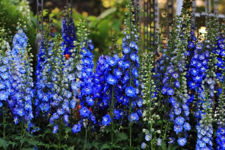 Delphiniums Full Growing Guide (Plant, Grow, and Care) - Gardening