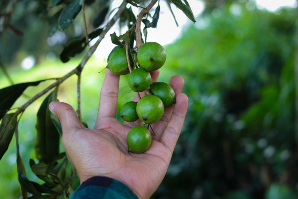 13 Nut Trees for the Home Gardener - Gardening