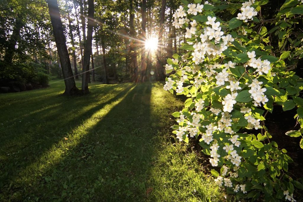 True Jasmines Full Growing Guide (Plant, Grow, and Care) - Gardening