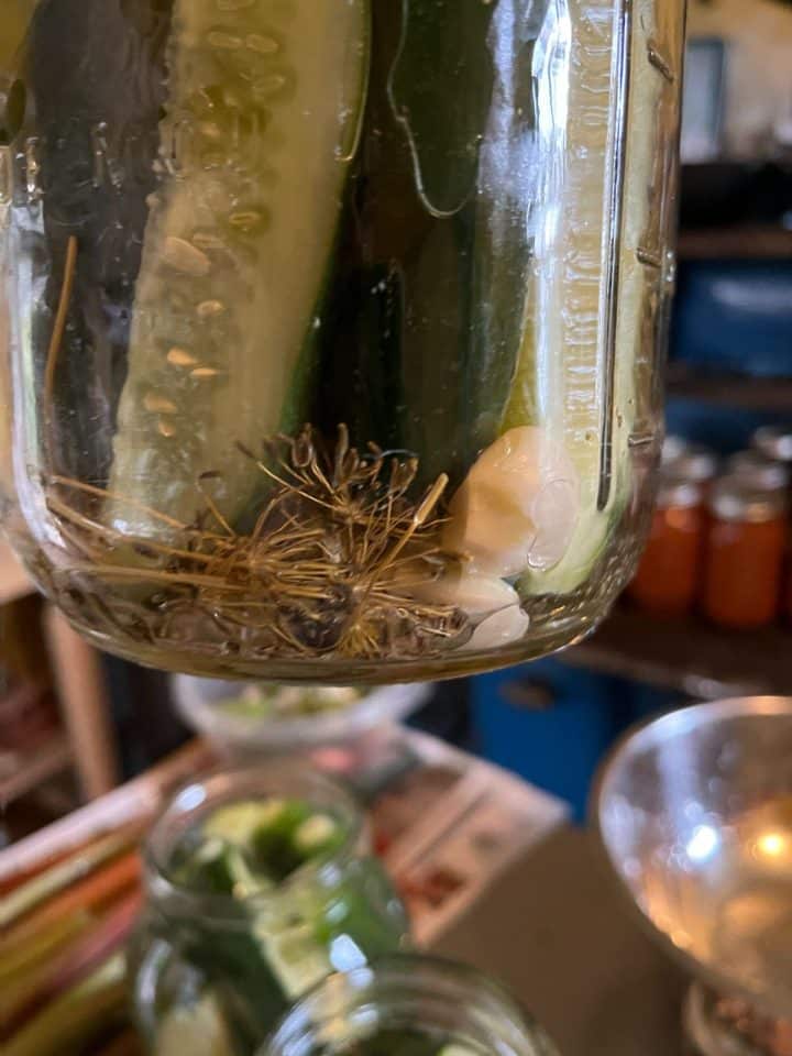 Super Simple Refrigerator Dill Pickles Recipe - Gardening