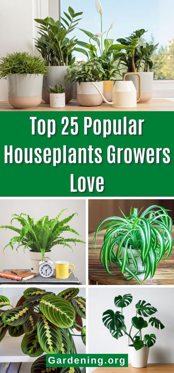 Top 25 Popular Houseplants Everyone Loves - Gardening