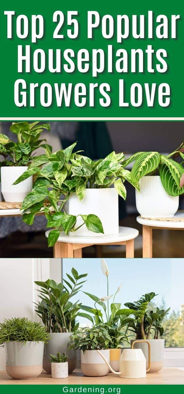 Top 25 Popular Houseplants Everyone Loves - Gardening