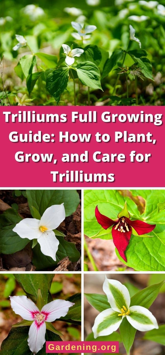 Trilliums Full Growing Guide (Plant, Grow, and Care) - Gardening