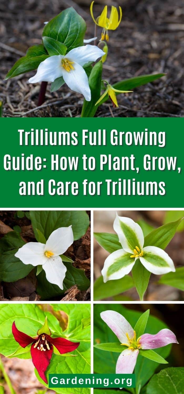 Trilliums Full Growing Guide (Plant, Grow, and Care) - Gardening