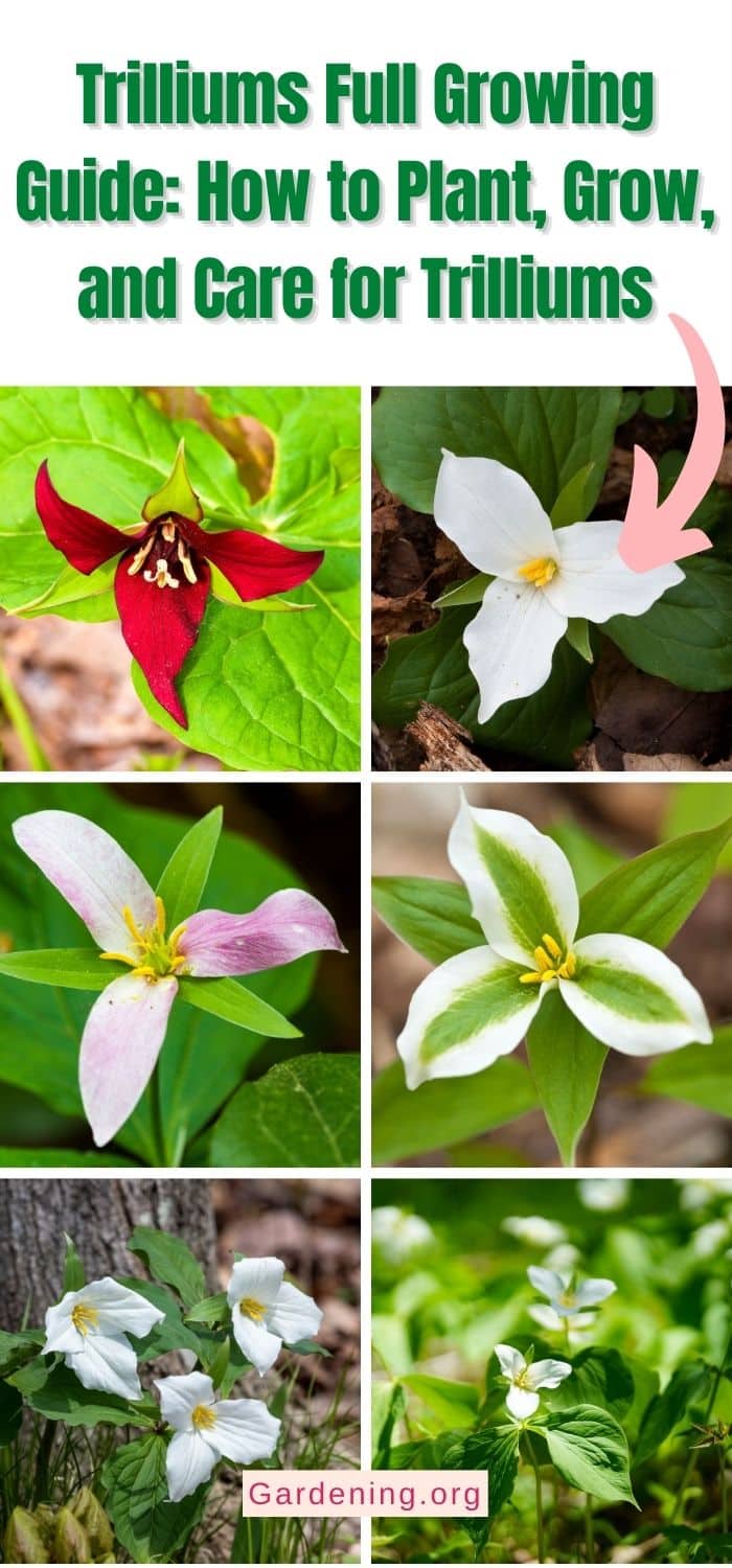 Trilliums Full Growing Guide (Plant, Grow, and Care) - Gardening