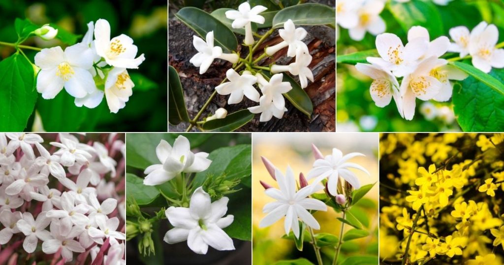 True Jasmines Full Growing Guide (Plant, Grow, and Care) - Gardening