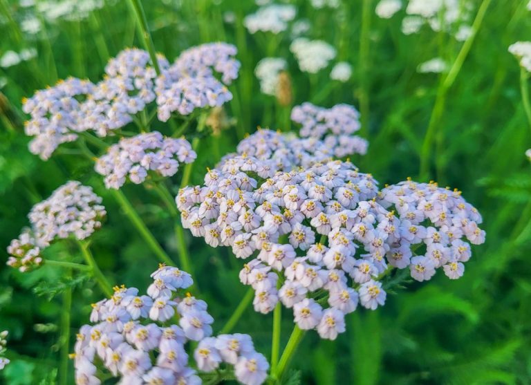Yarrow Full Growing Guide (Plant, Grow, and Care) - Gardening
