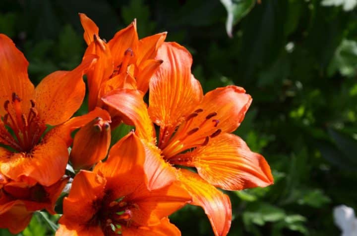 21 Favorite Lily Varieties to Try in Your Garden - Gardening