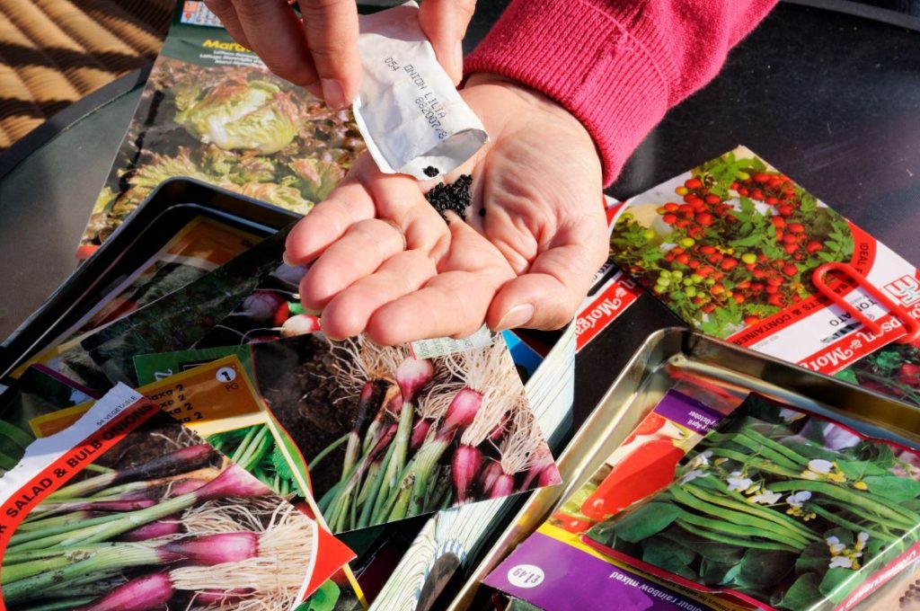 A Beginning Gardener’s Guide to Ordering Seeds - Gardening