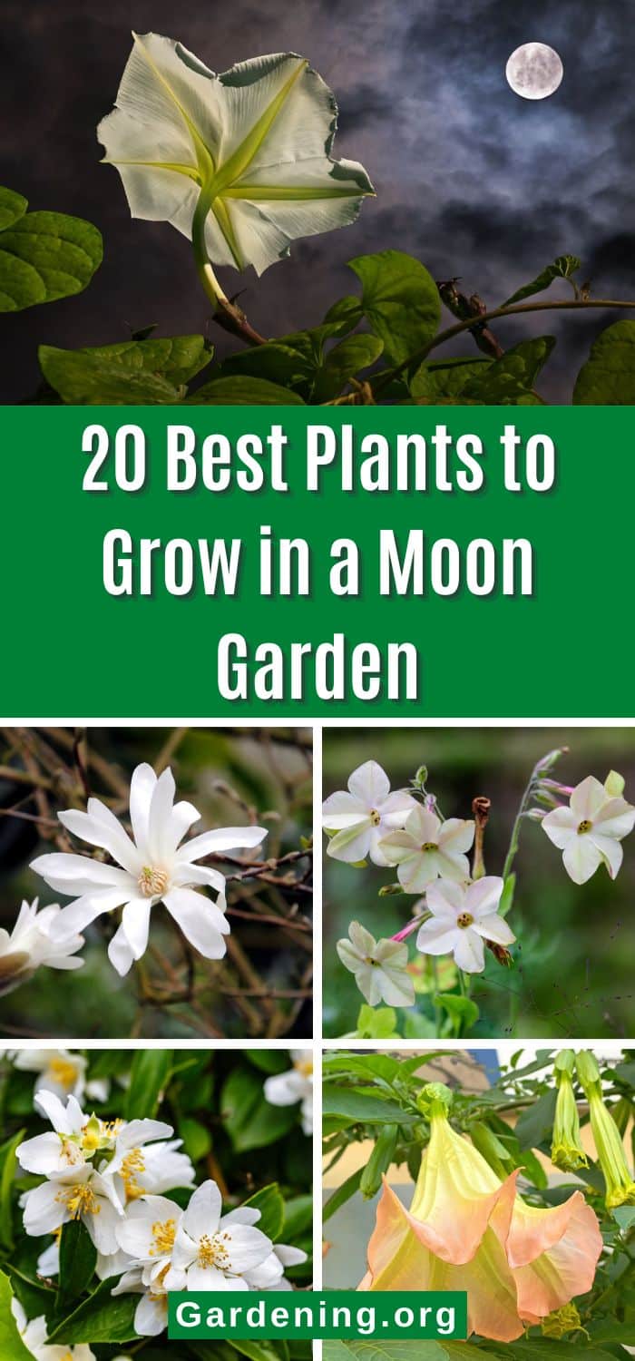 20 Best Plants to Grow in a Moon Garden - Gardening
