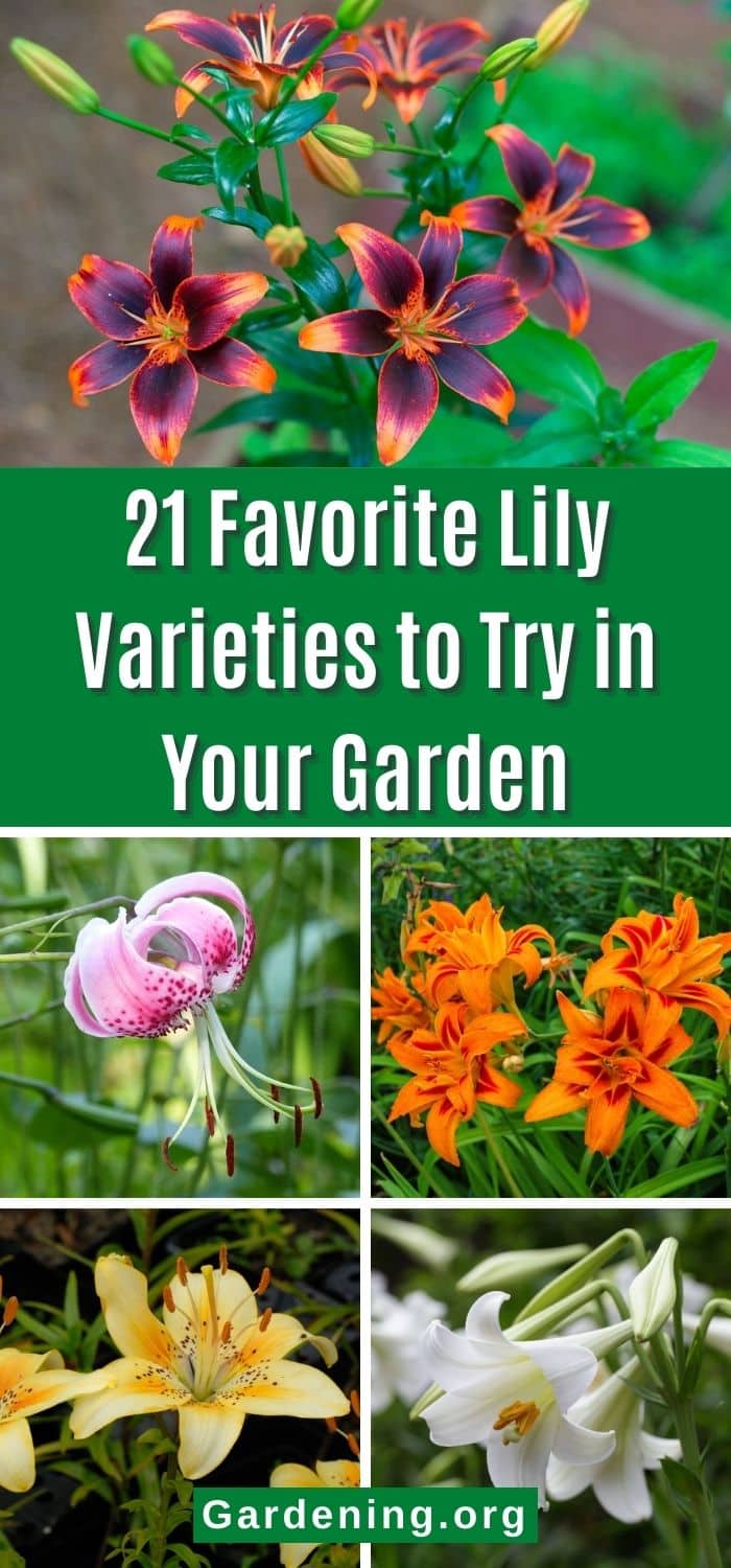 21 Favorite Lily Varieties to Try in Your Garden - Gardening