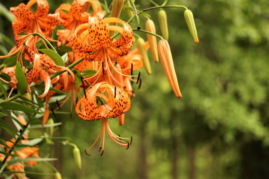 21 Favorite Lily Varieties to Try in Your Garden - Gardening