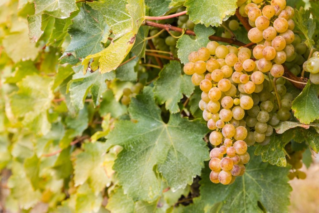 11 Best Grape Varieties to Grow for Wine Making - Gardening