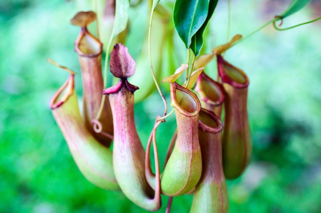 18 Fun and Unique Houseplants Kids Love - Gardening