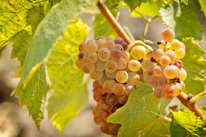 11 Best Grape Varieties to Grow for Wine Making - Gardening