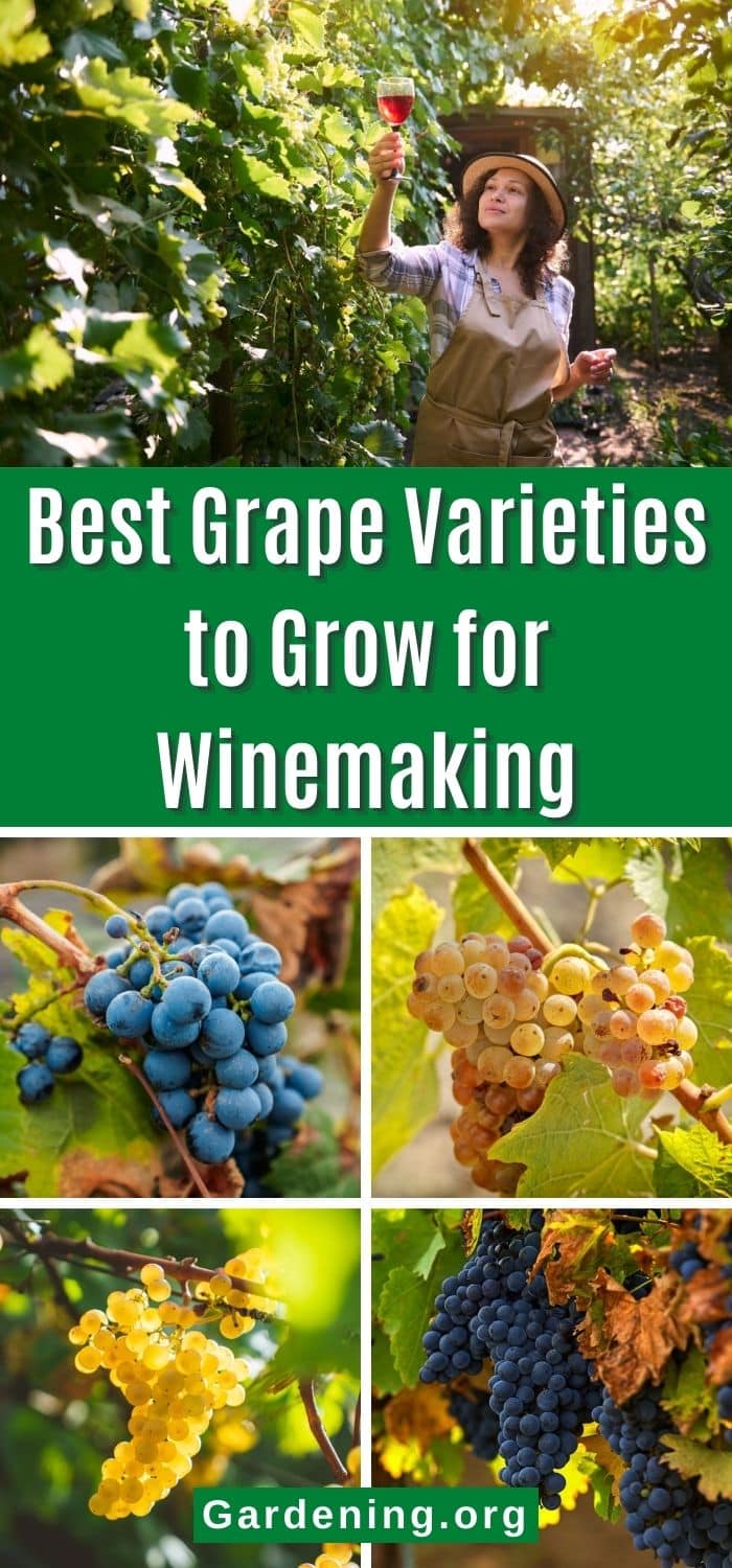 11 Best Grape Varieties to Grow for Wine Making - Gardening