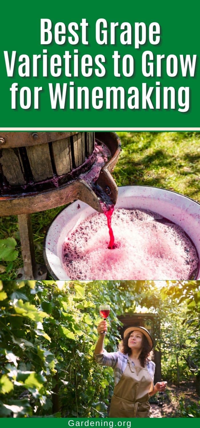 11 Best Grape Varieties to Grow for Wine Making - Gardening