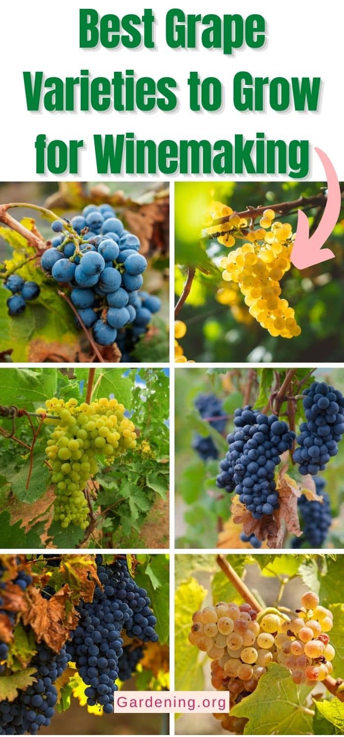 11 Best Grape Varieties to Grow for Wine Making - Gardening