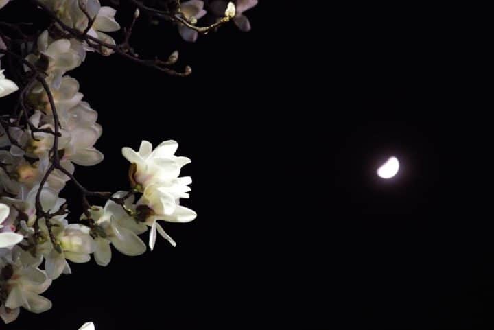 20 Best Plants to Grow in a Moon Garden - Gardening