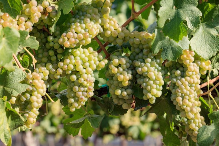 11 Best Grape Varieties to Grow for Wine Making - Gardening
