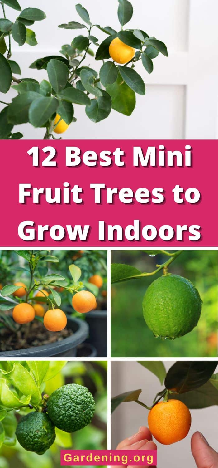 12 Best Mini Fruit Trees to Grow Indoors - Gardening