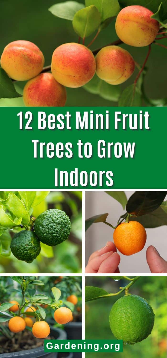 12 Best Mini Fruit Trees to Grow Indoors - Gardening