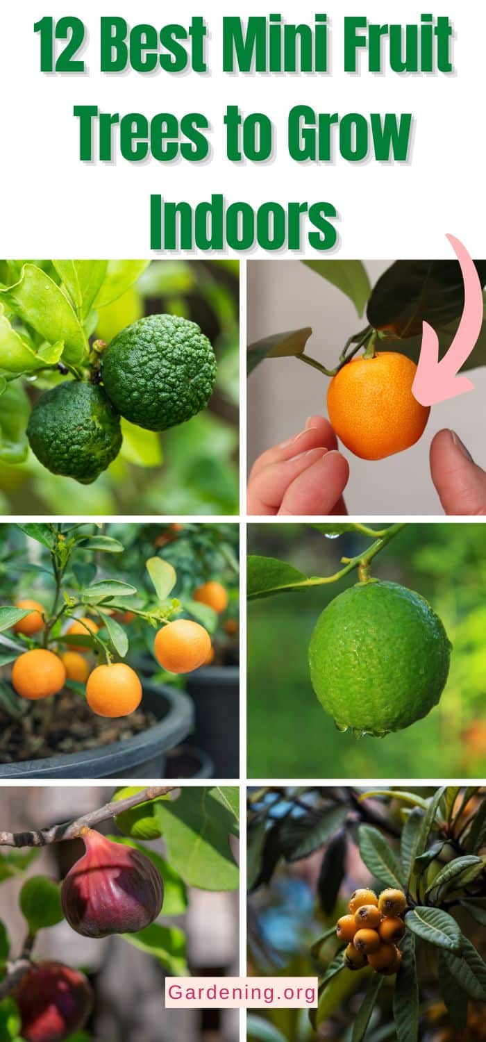 12 Best Mini Fruit Trees to Grow Indoors - Gardening
