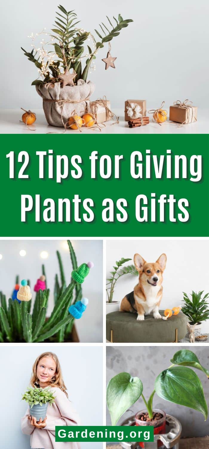 12 Tips for Giving Plants as Gifts - Gardening
