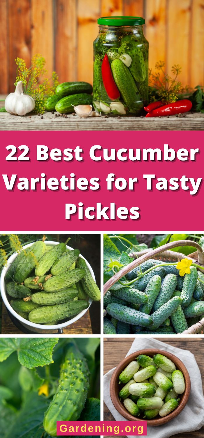 22 Best Cucumber Varieties for Tasty Pickles - Gardening