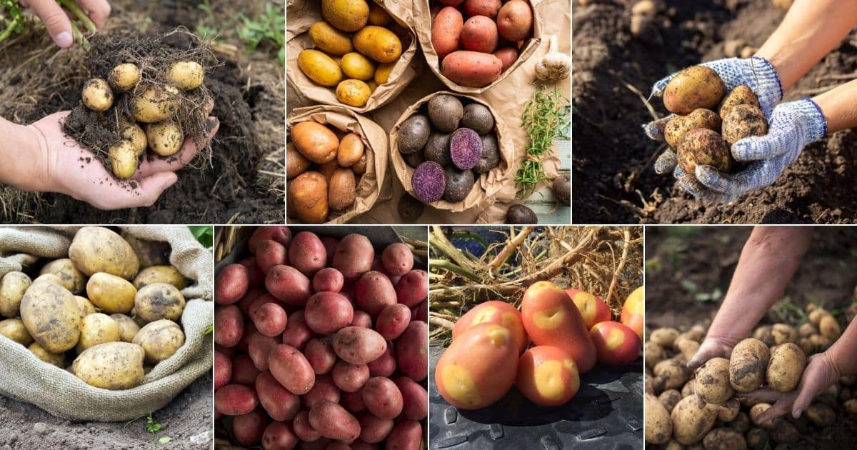 30 Tasty Potato Varieties for Backyard Growers - Gardening