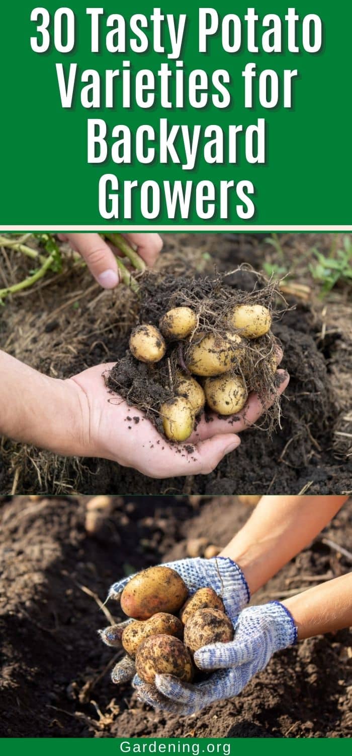 30 Tasty Potato Varieties for Backyard Growers - Gardening