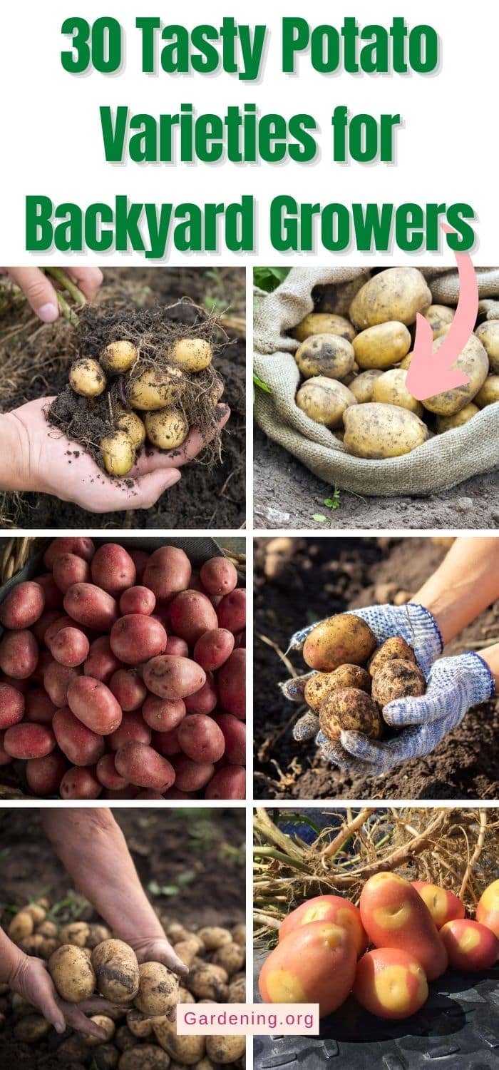 30 Tasty Potato Varieties for Backyard Growers - Gardening