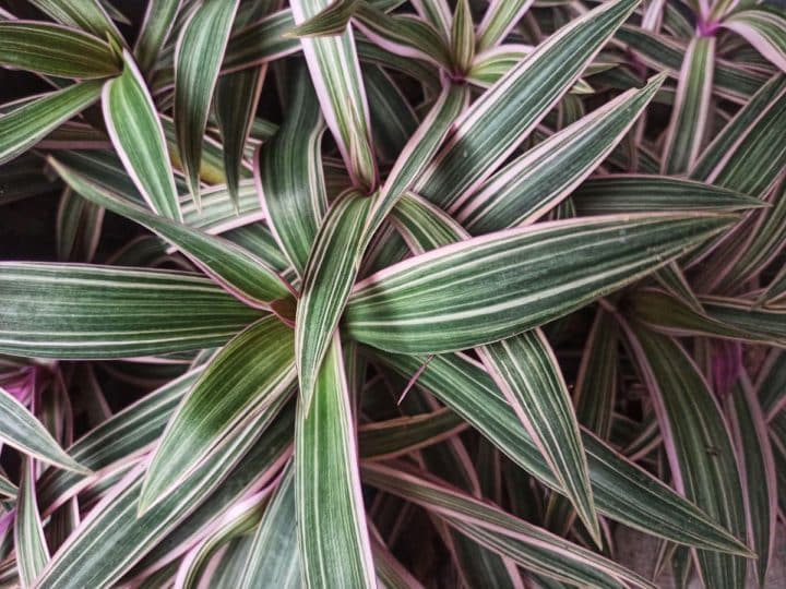 20 Stunning Houseplants with Striped Leaves - Gardening