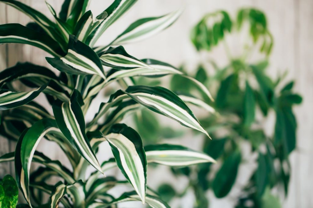 20 Stunning Houseplants with Striped Leaves - Gardening