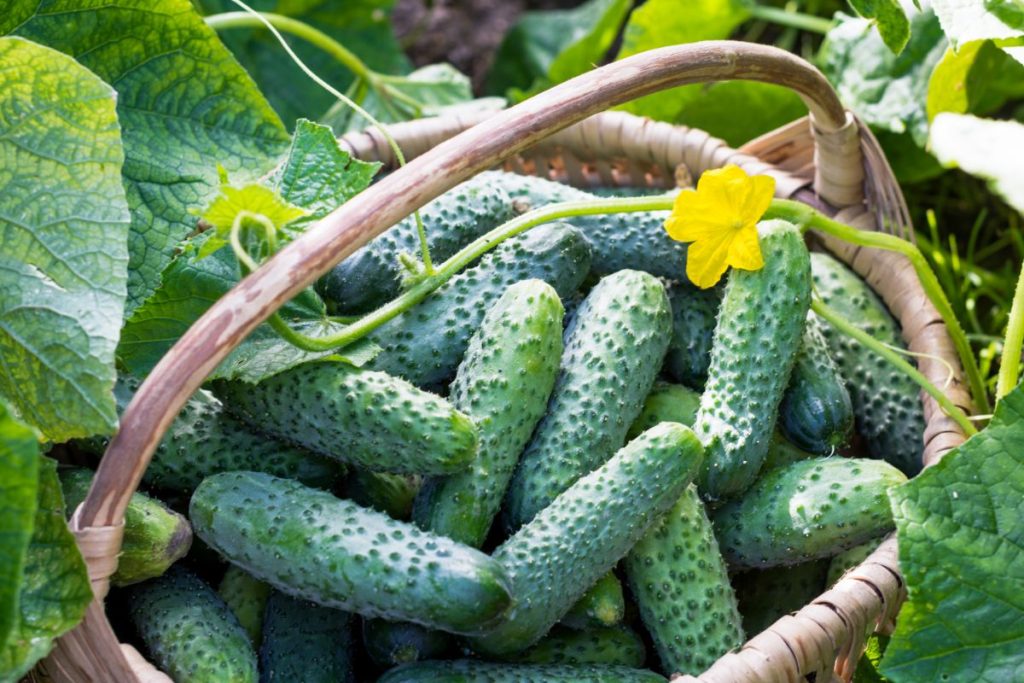 22 Best Cucumber Varieties for Tasty Pickles - Gardening