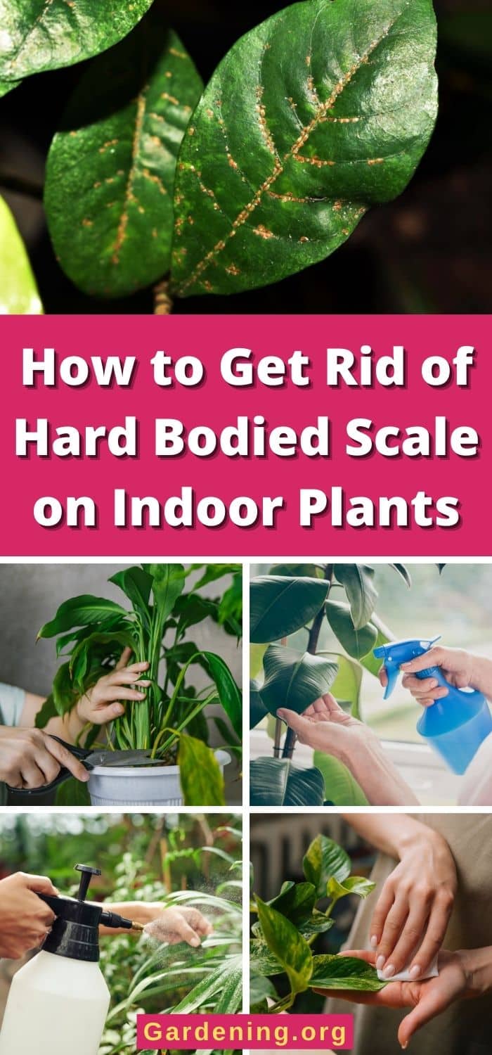 How to Get Rid of Hard Bodied Scale on Indoor Plants - Gardening
