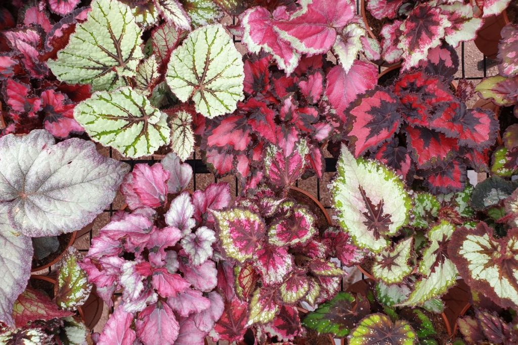 How To Propagate Begonias (Stem, Leaf, and Root Cuttings) - Gardening
