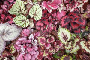 How To Propagate Begonias (Stem, Leaf, and Root Cuttings) - Gardening