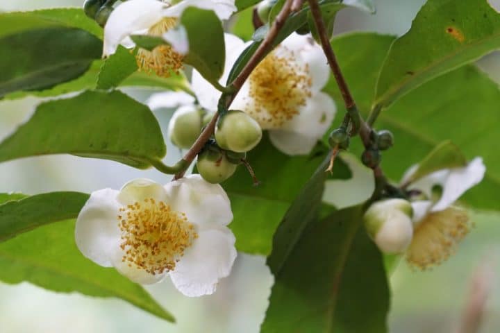 25 Plants to Keep for Refreshing Homegrown Teas - Gardening