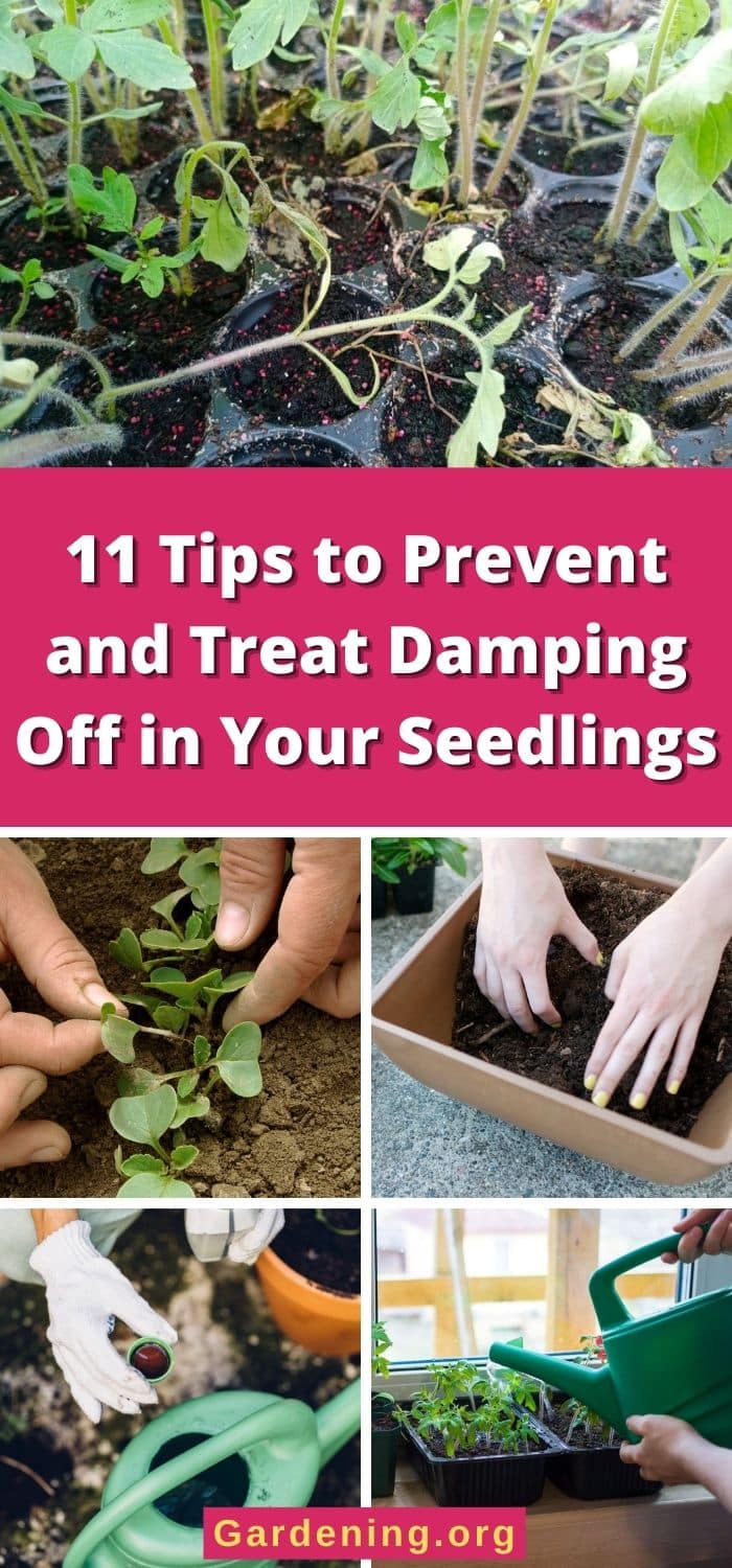 11 Tips to Prevent and Treat Damping Off in Your Seedlings - Gardening