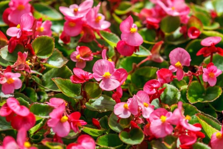 How To Propagate Begonias (Stem, Leaf, and Root Cuttings) - Gardening