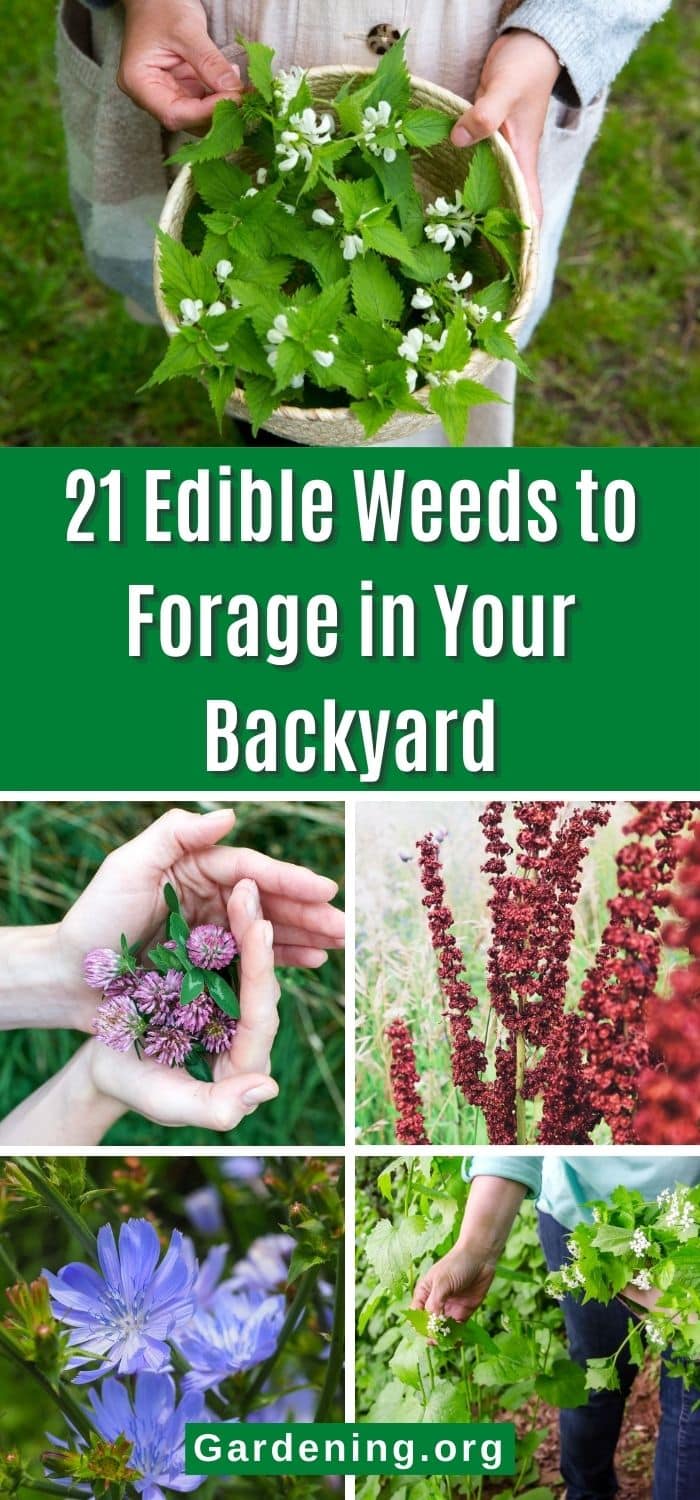 21 Edible Weeds to Forage in Your Backyard - Gardening