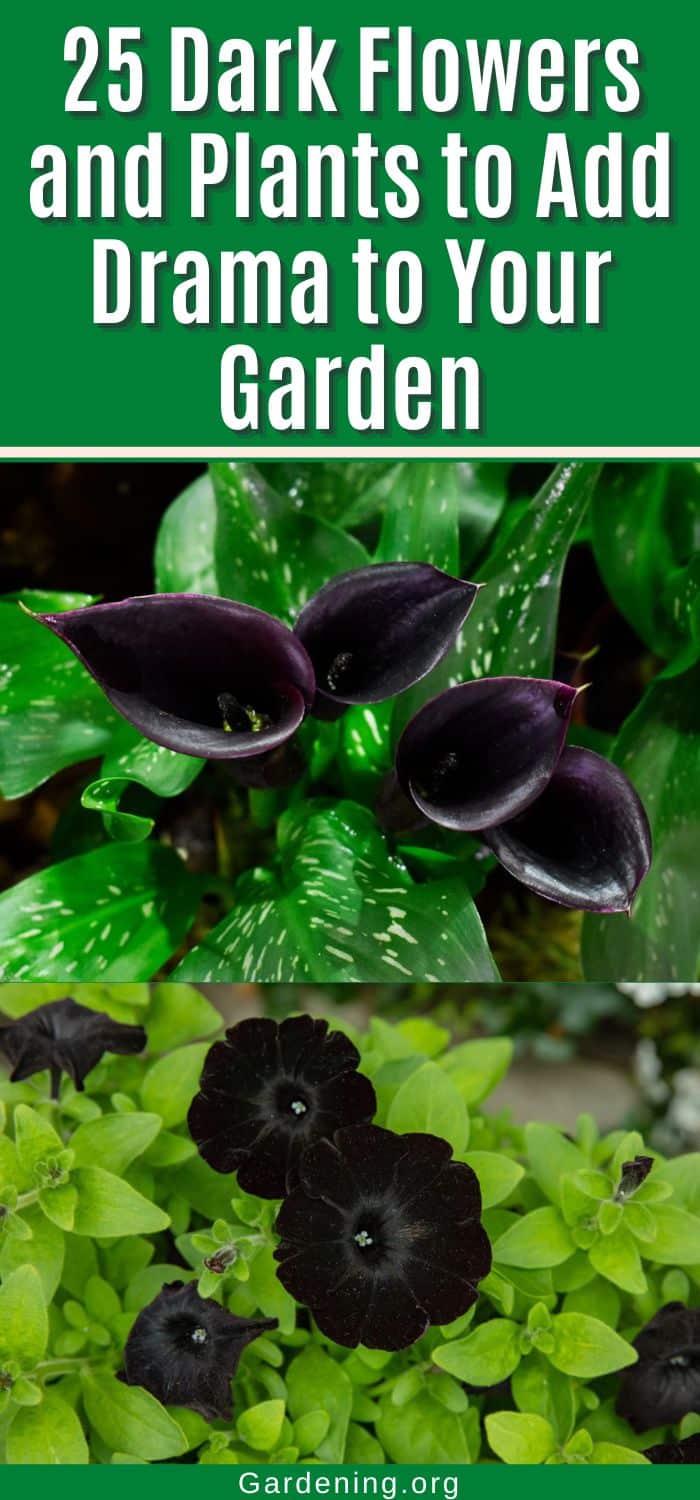 25 Dark Flowers and Plants to Add Drama to Your Garden