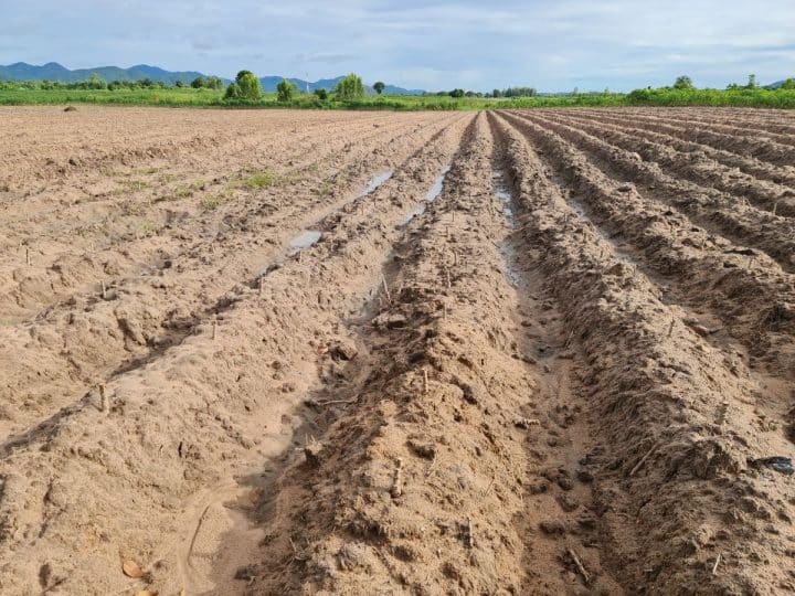 7 Tips for Gardening in Sandy Soil - Gardening